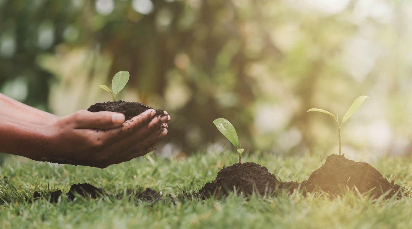 Migrations with a Green Touch: Planting a Greener Future